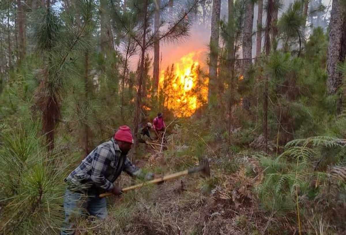 Les forêts haitiennes menacées - METROPOLE - Radio Tele Port de Paix